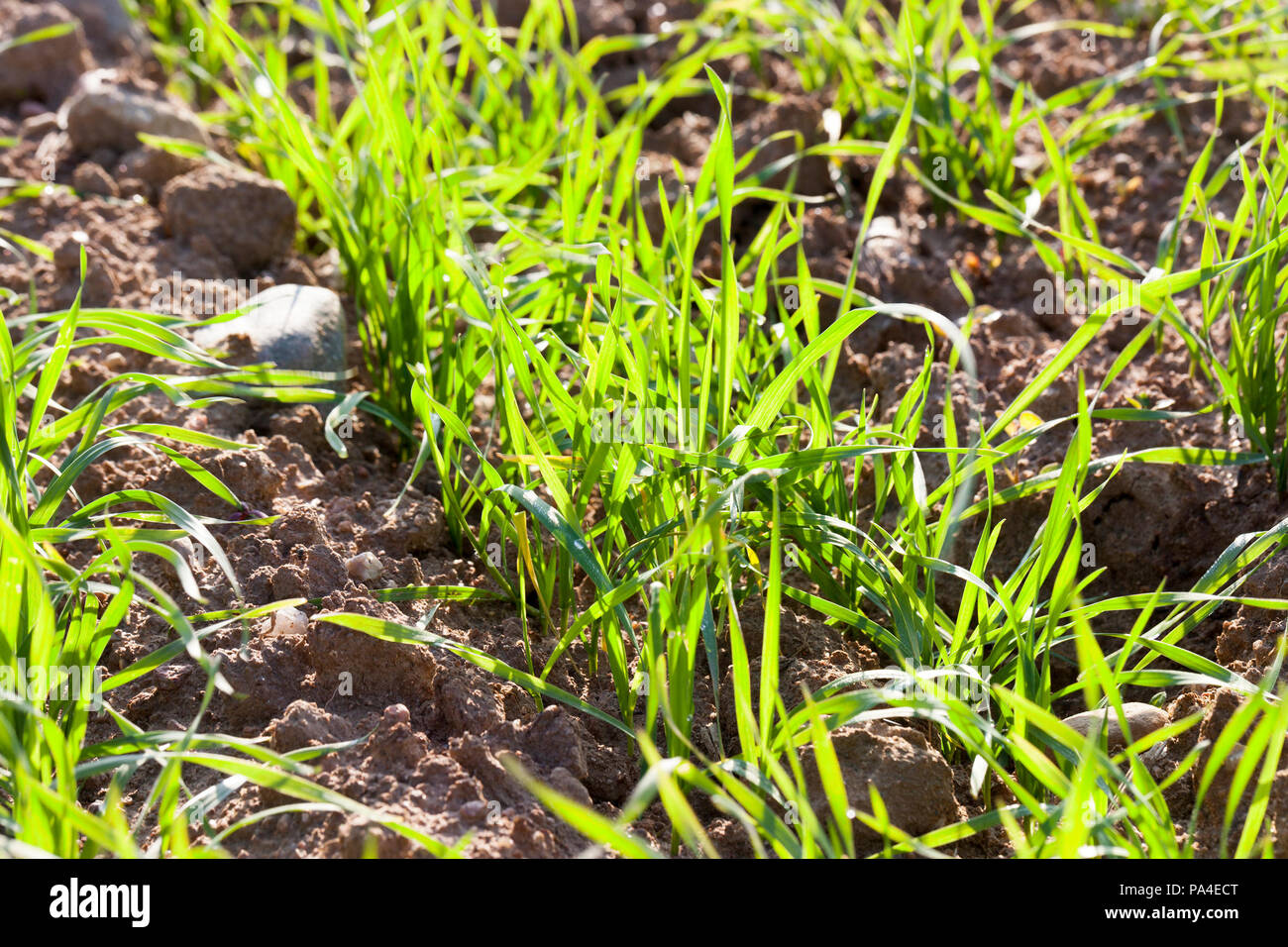 fresh green rye in rows on an agricultural field, closeup in the spring ...