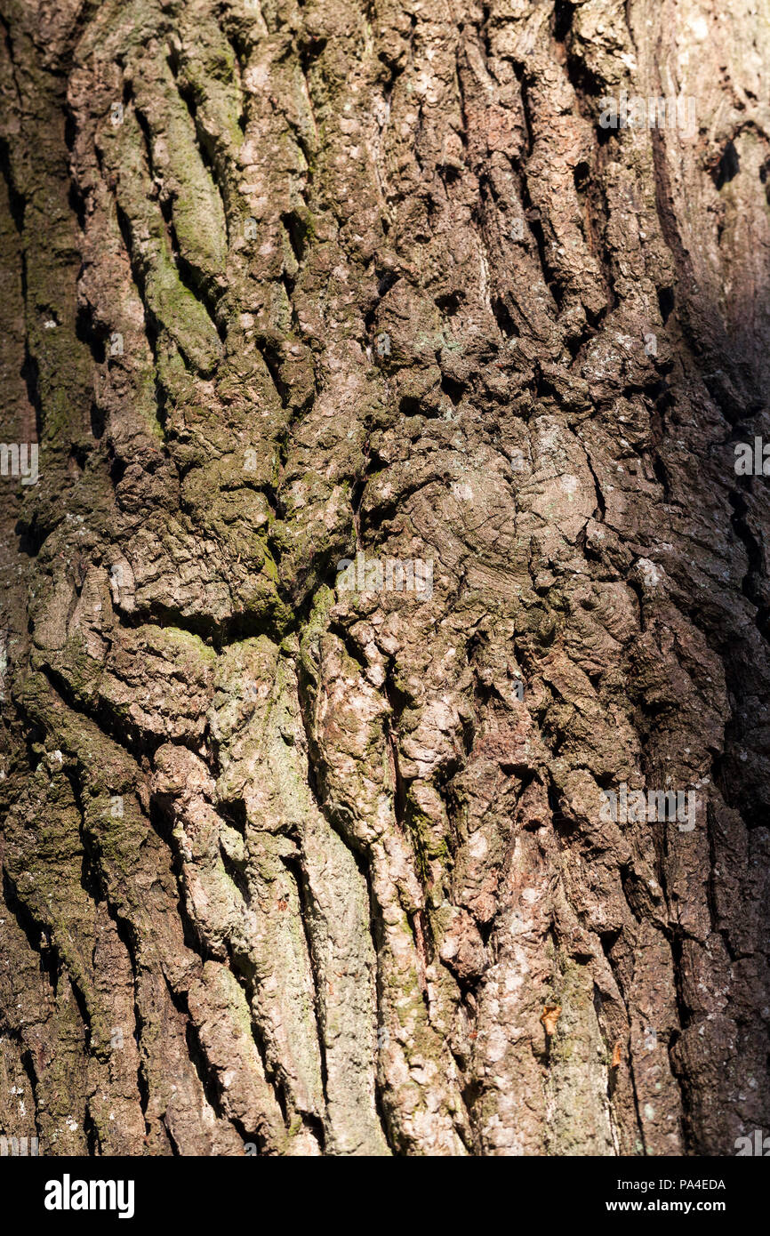 Illuminated tree shade background hi-res stock photography and images ...