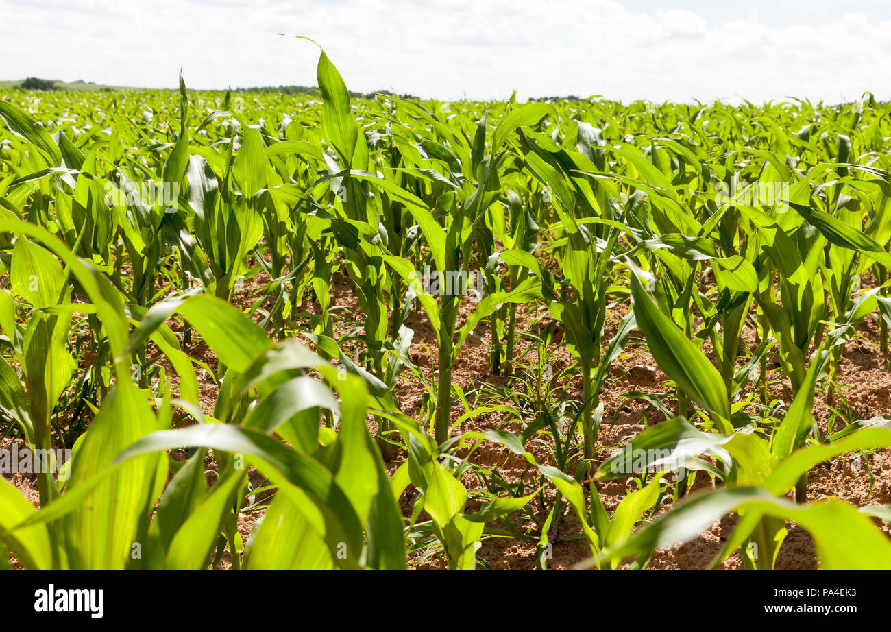 Corn growth high yield hi-res stock photography and images - Alamy