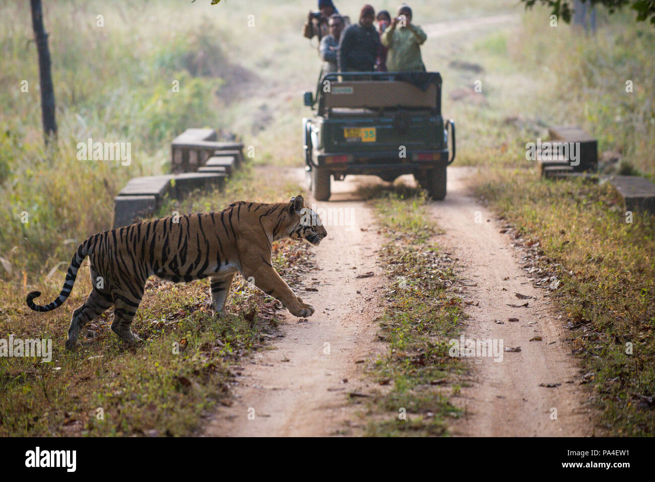 Tiger crossing the road hi-res stock photography and images - Alamy