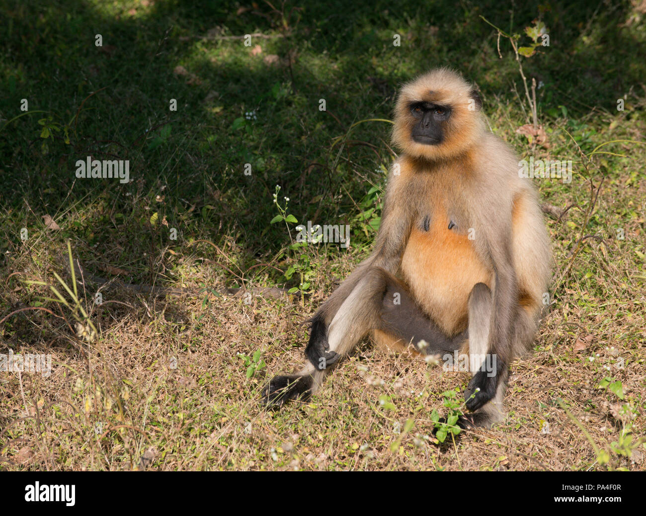 Cheeky Monkeys High Resolution Stock Photography and Images - Alamy