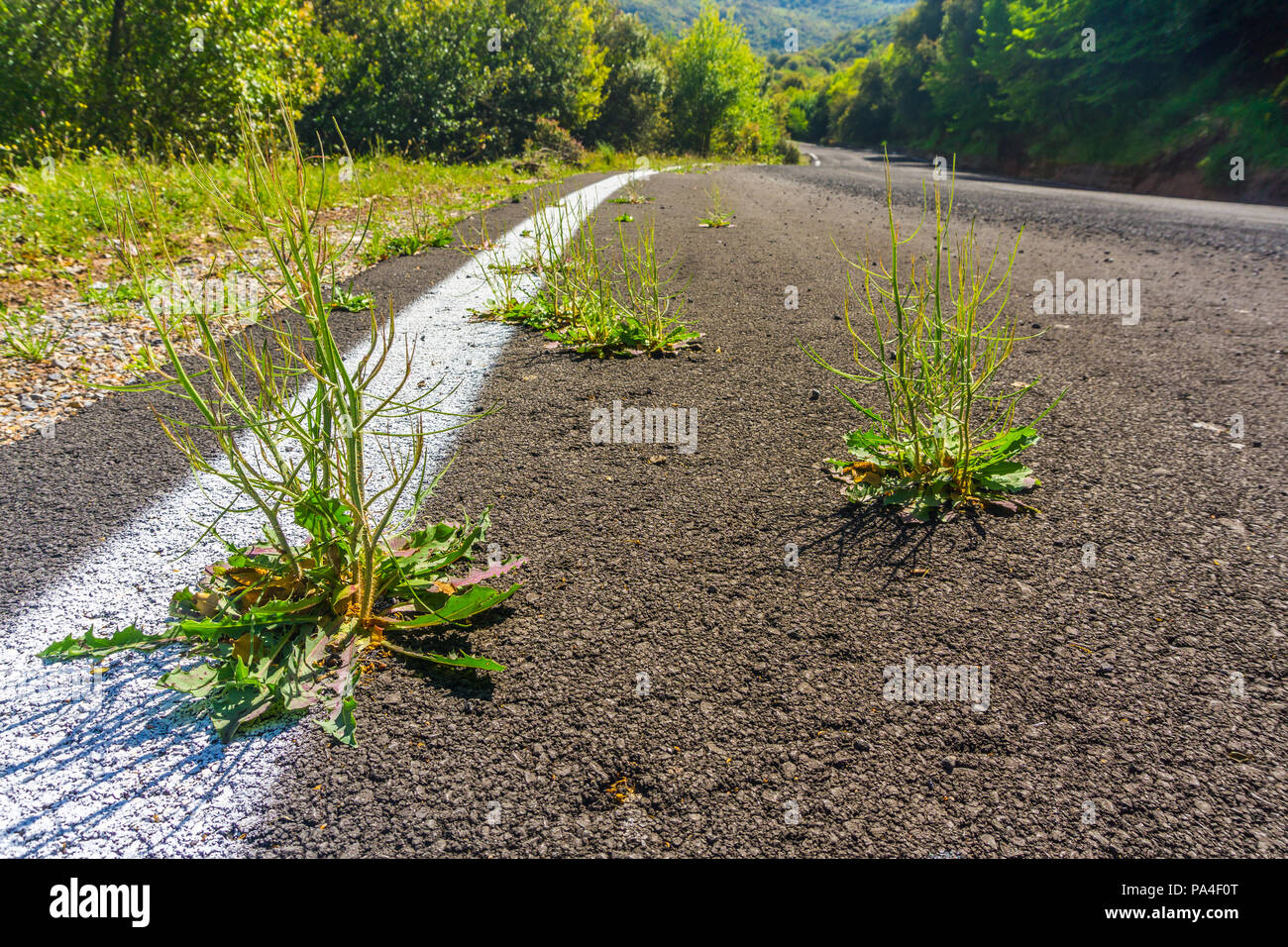 Growing Through Asphalt High Resolution Stock Photography and Images ...
