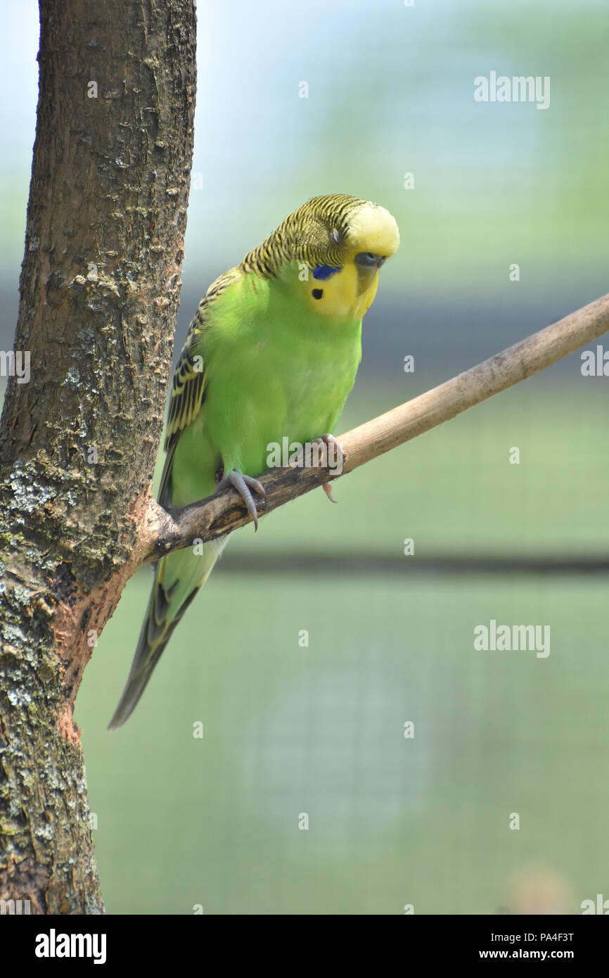 Budgie sleeping hi-res stock photography and images - Alamy