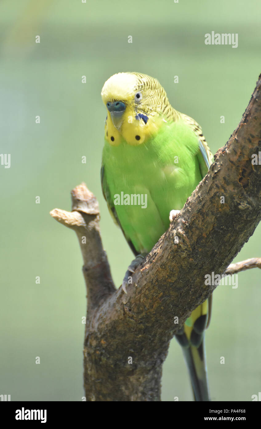Yellow and green shell parakeet perched in a tree Stock Photo - Alamy