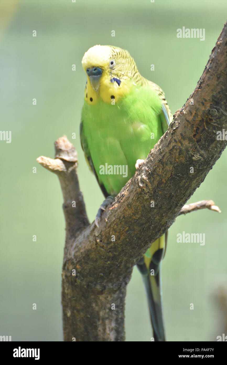 Perch Stock Photos & Perch Stock Images - Alamy