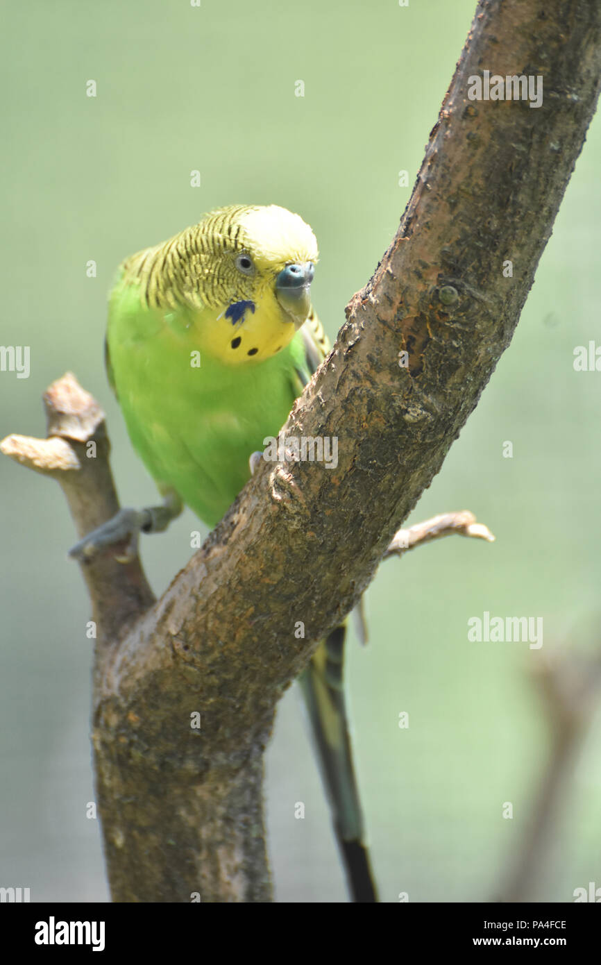 Great green and yellow parakeet walking up a tree Stock Photo - Alamy
