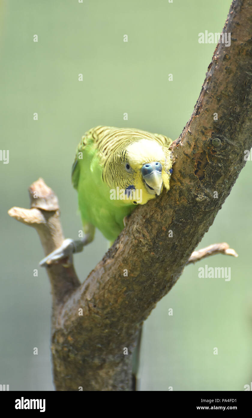 Very pretty parakeet squaking in a tree perch Stock Photo - Alamy