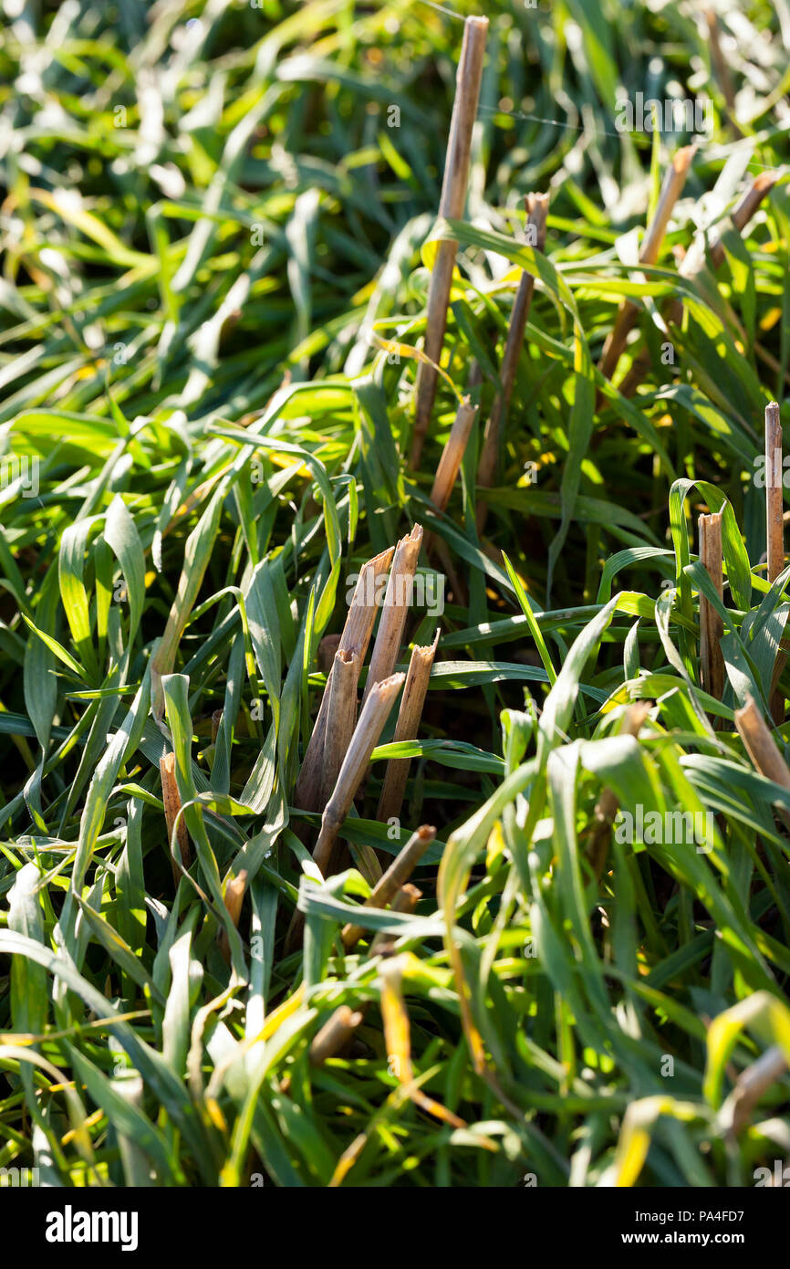 growing around the yellow stubble and green sprouts of a new crop, the ...