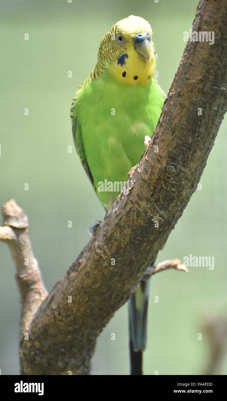 Common parakeet with a green chest and yellow head Stock Photo - Alamy