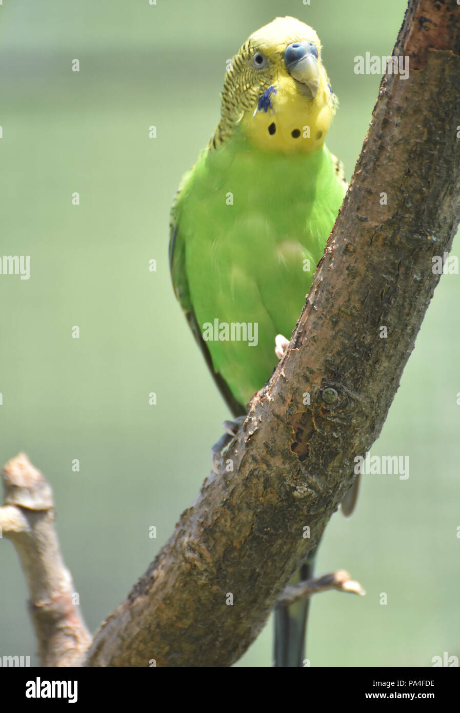 Common pet parakeets hi-res stock photography and images - Alamy