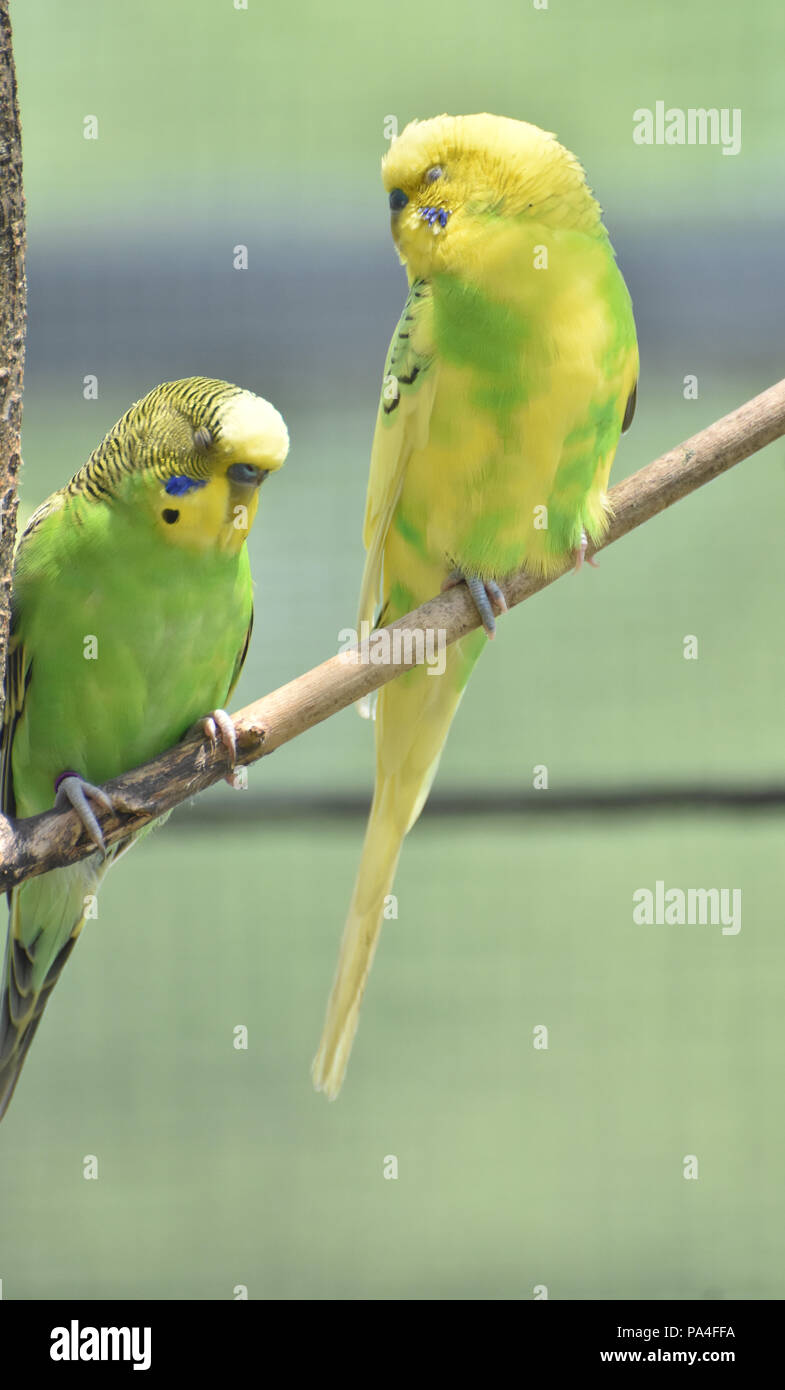 Wild budgerigars budgerigar pair hi-res stock photography and images ...