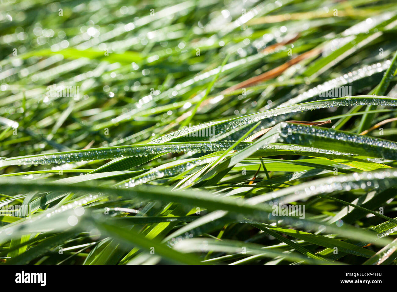 covered with drops of water a green grass close-up, details on stems ...