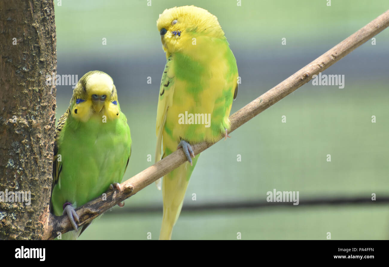 Colorful yellow and green common parakeets in a tree Stock Photo - Alamy