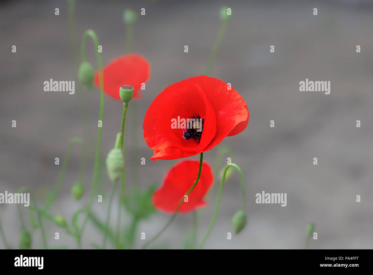 Purple poppy remembrance hi-res stock photography and images - Alamy