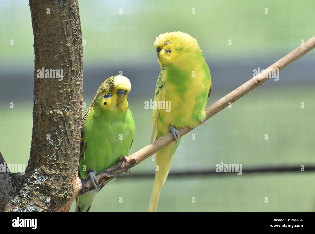 Two yellow and green parakeets sitting on a tree branch Stock Photo - Alamy