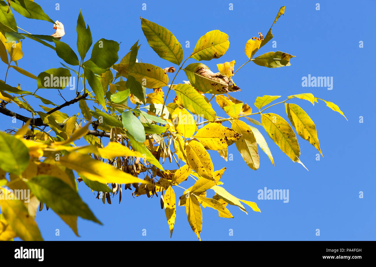 a few yellowing maple ash leaves against a background of a blue autumn ...