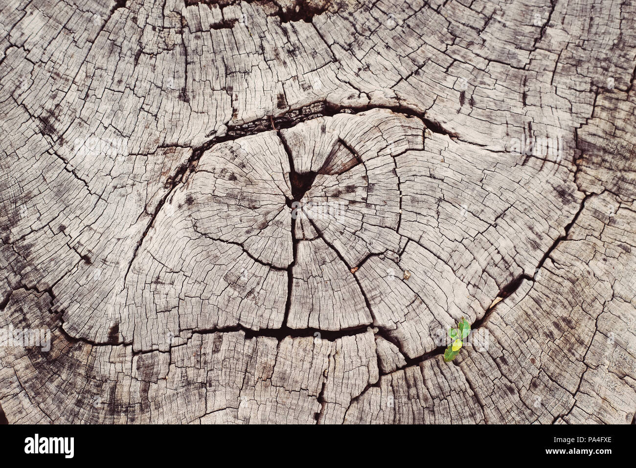 Fresh green young plant sprout with green leaves growing up on dead log ...