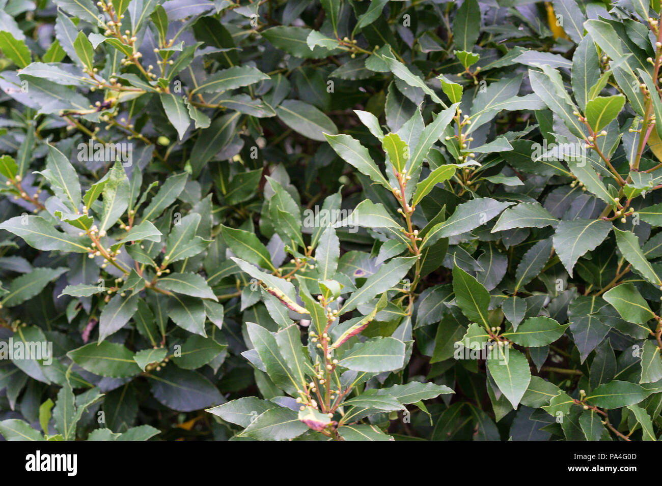 Lauraceae ingredient hi-res stock photography and images - Alamy