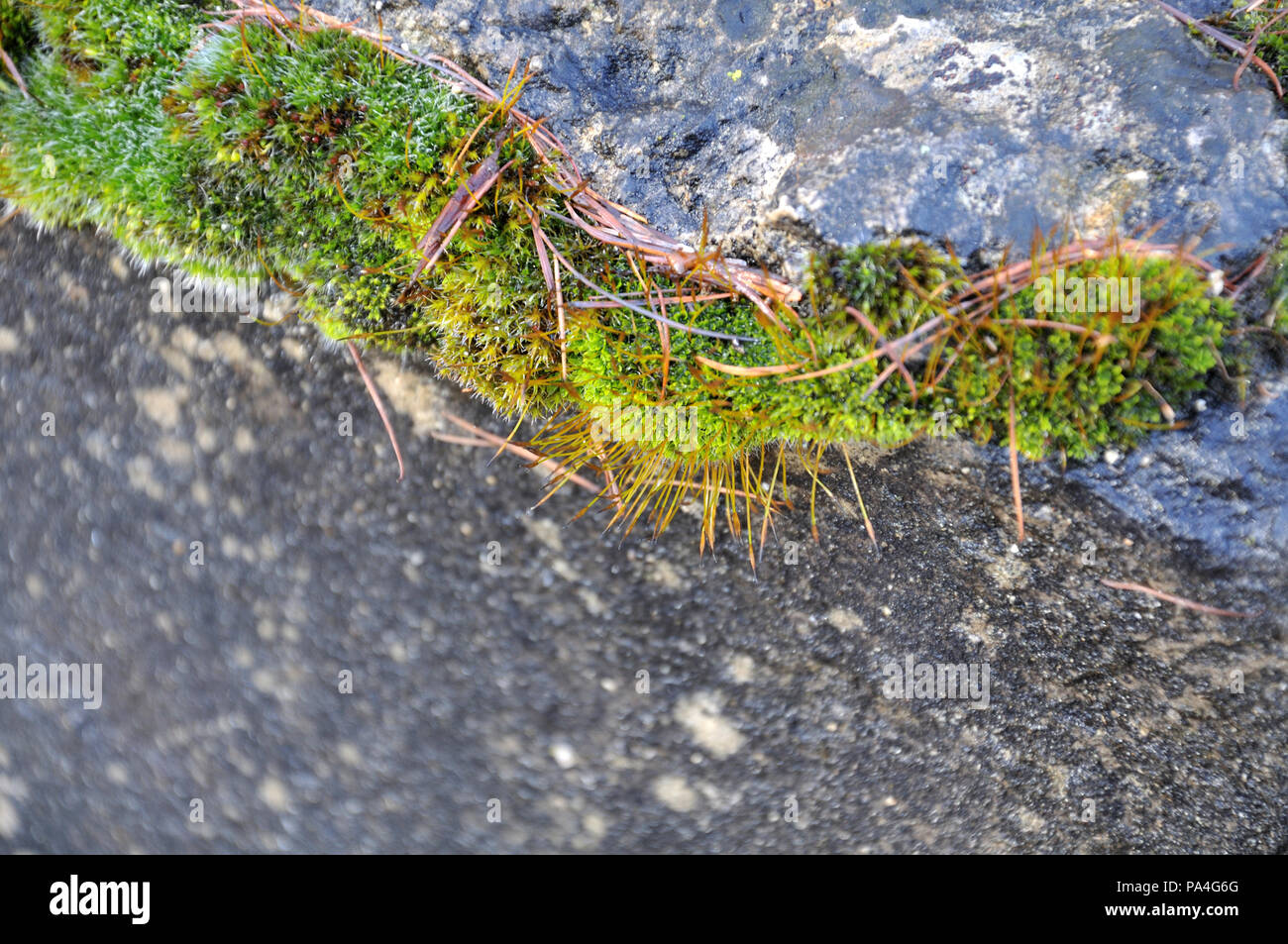 close-up of cushion of flowering moss growing on limestone wall Stock ...