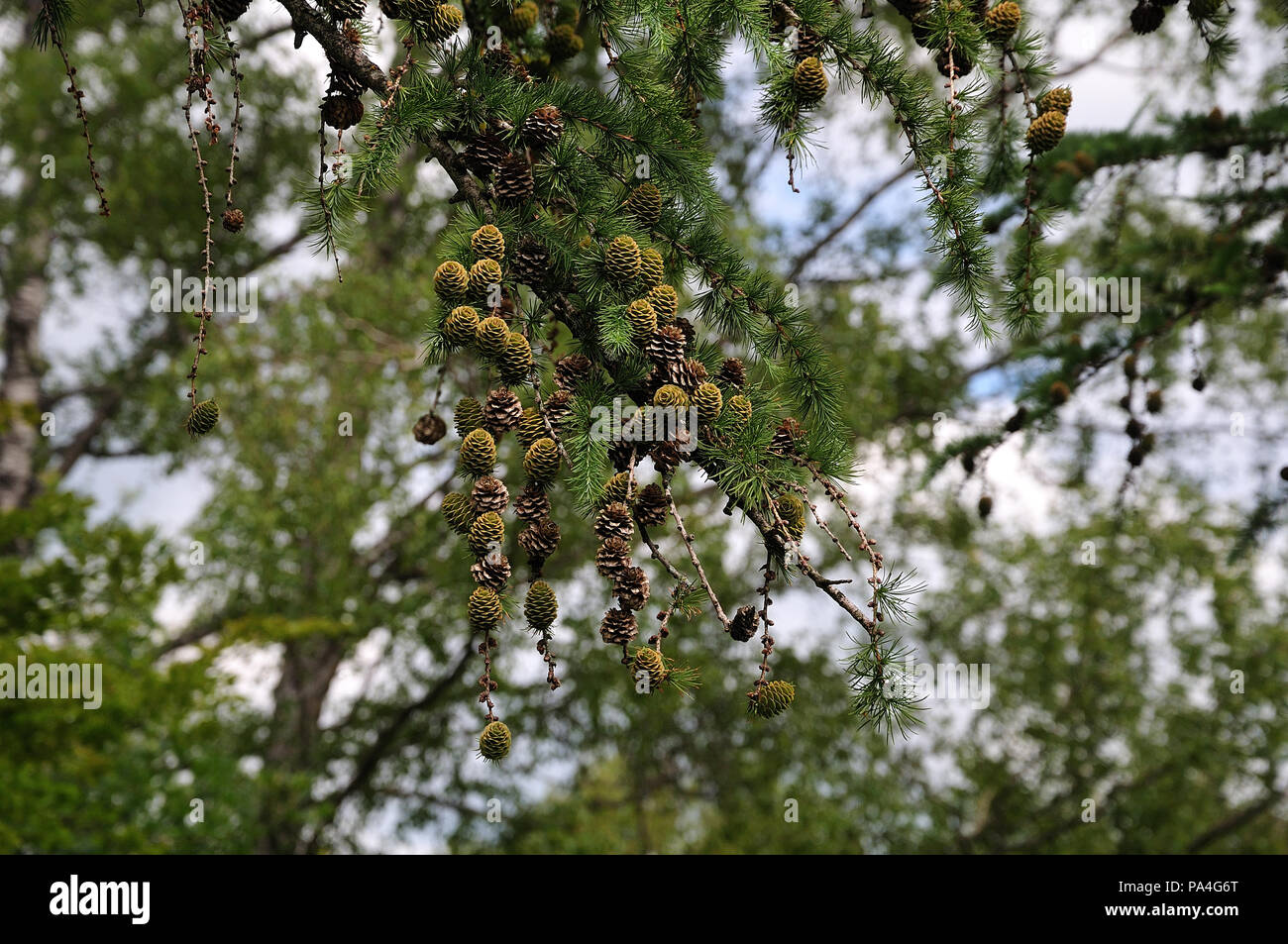 branch of a larch tree in summer with fresh green cones and brown ones ...