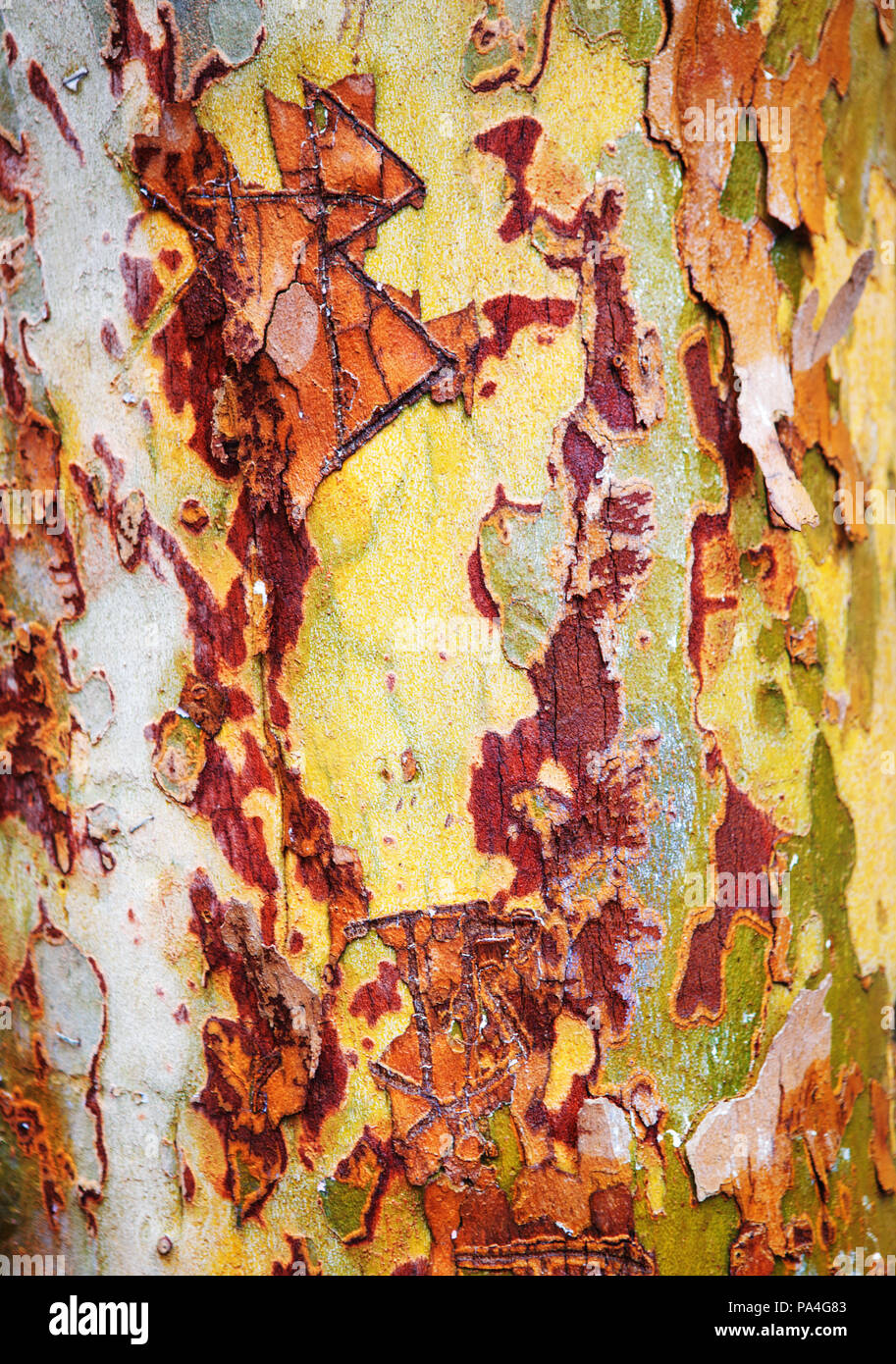 Sycamore section hi-res stock photography and images - Alamy