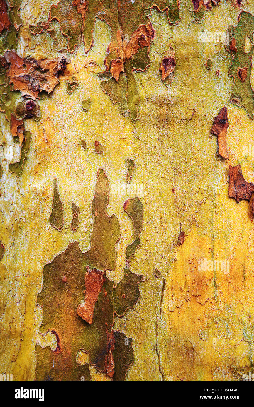 Sycamore section hi-res stock photography and images - Alamy