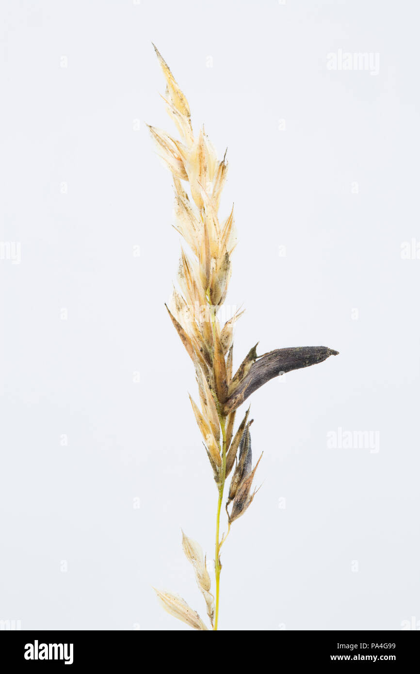 Ergot hi-res stock photography and images - Alamy