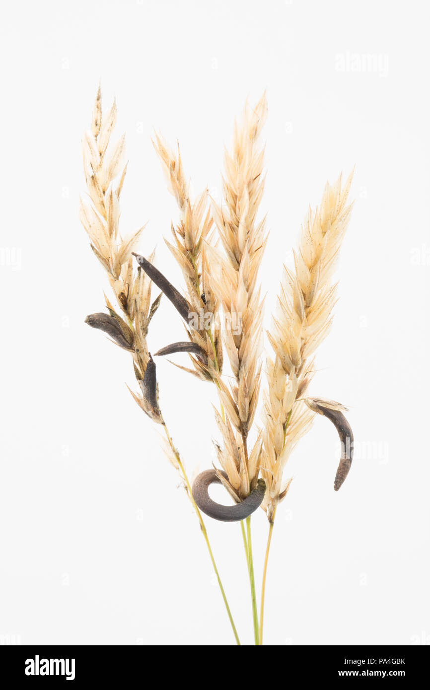 Ergot sclerotia hi-res stock photography and images - Alamy