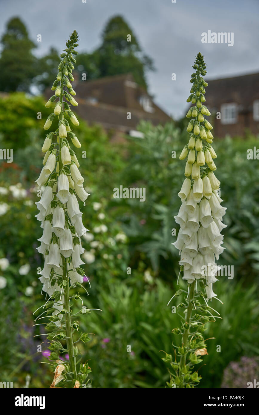 digitalis fox gloves Stock Photo - Alamy