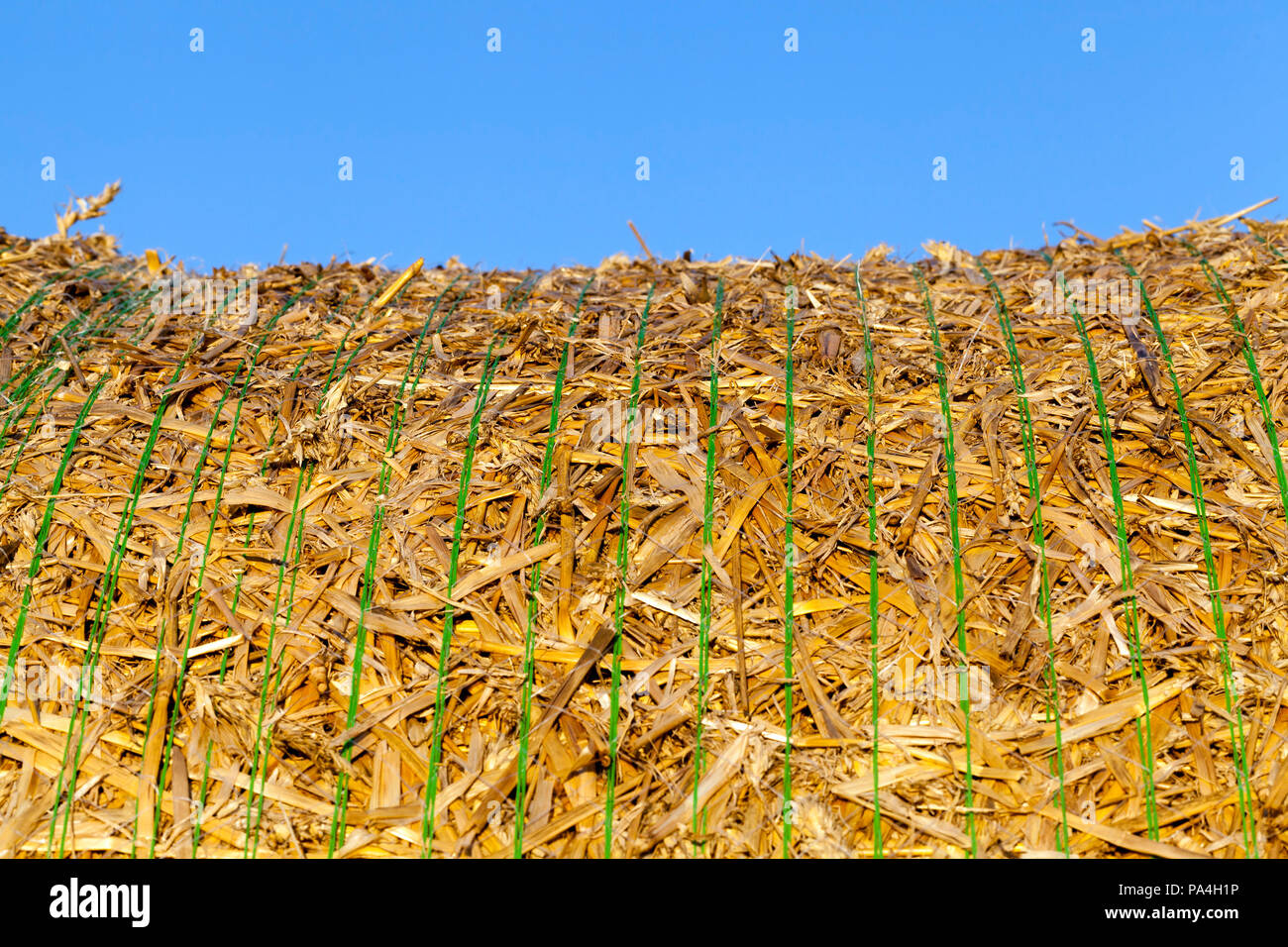 Corn stalks against blue sky hi-res stock photography and images - Alamy