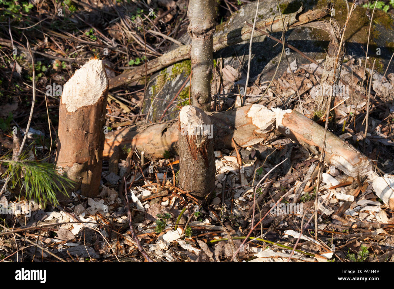 trunks of small trees poked by beavers during the construction of the ...