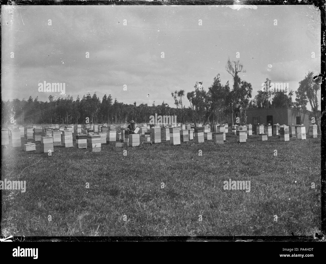 Turua hi-res stock photography and images - Alamy