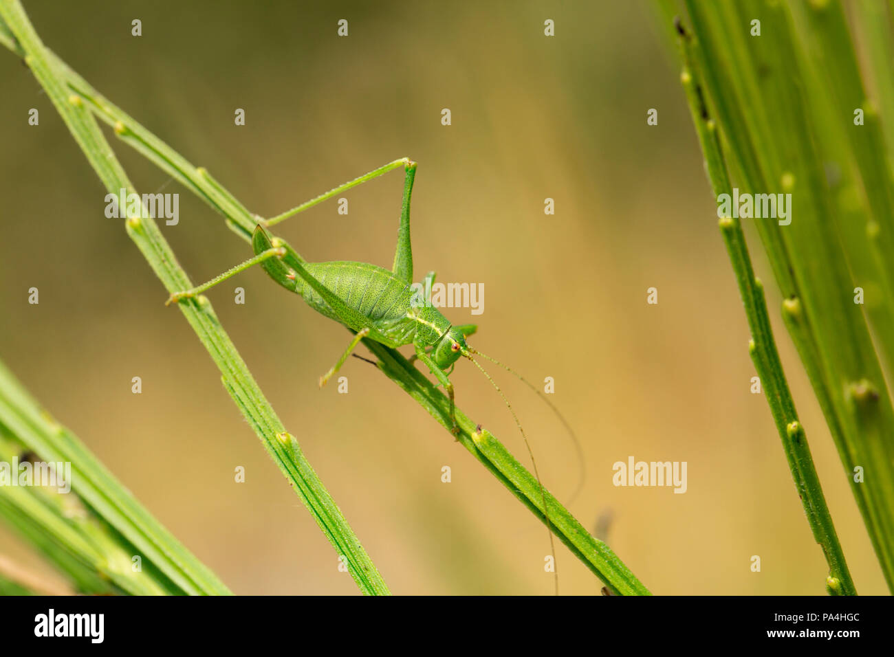A female Speckled Bush cricket, Leptophyes punctatissima, camouflaged ...