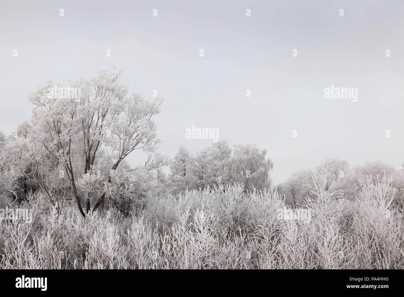 branches of trees covered with a thick layer of snow and frost , Forest ...