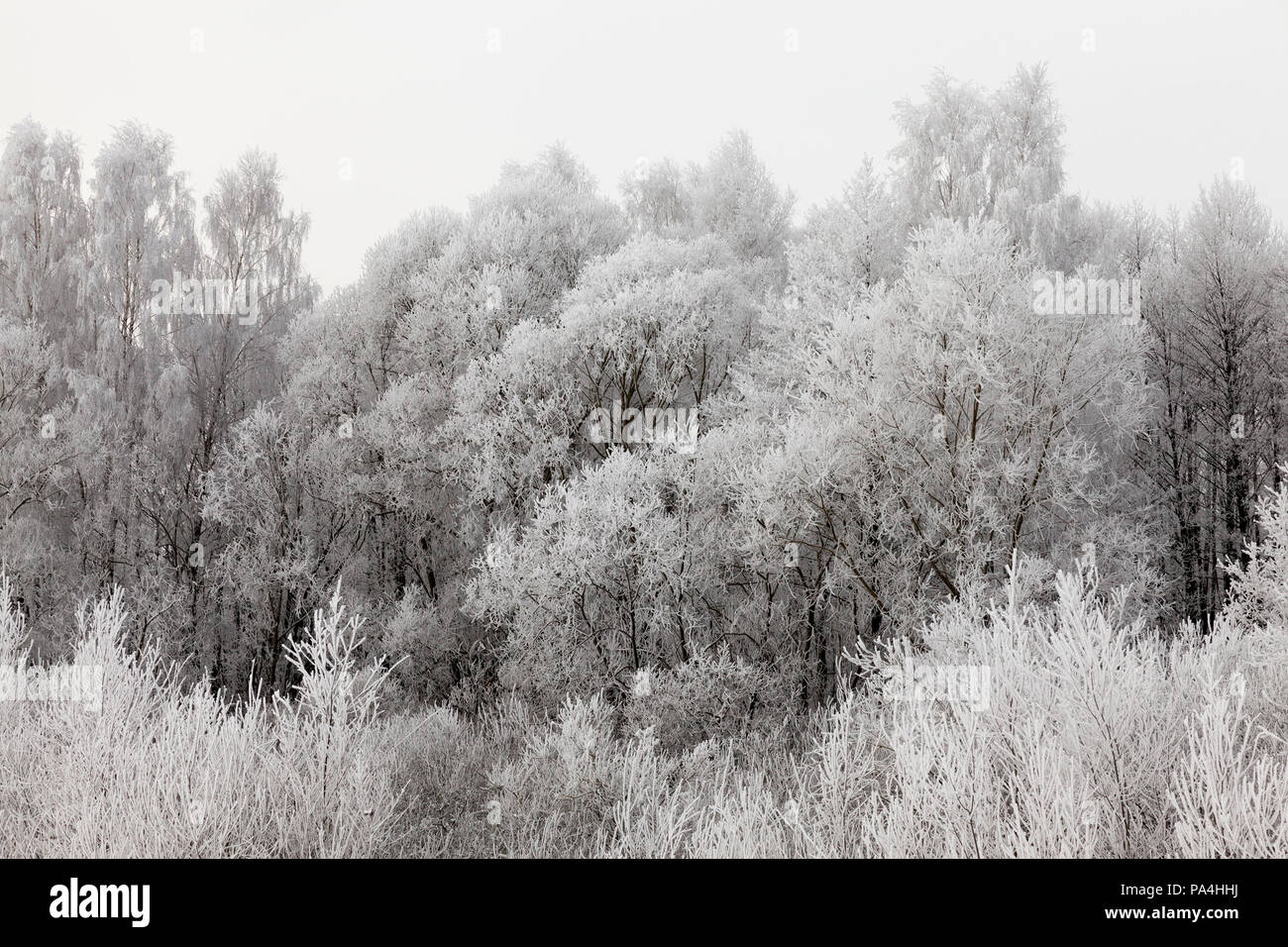 winter deciduous forest with bare trees, where each of them, branches ...