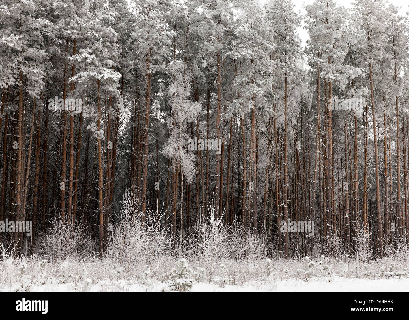 dense coniferous forest with some deciduous woods covered with snow and ...