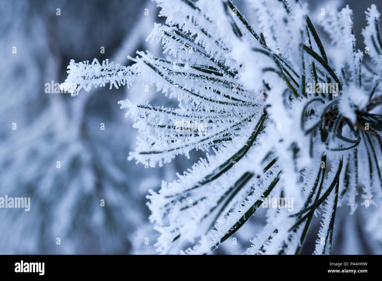 blue tint of snow on pine needles in winter, plant details Stock Photo ...