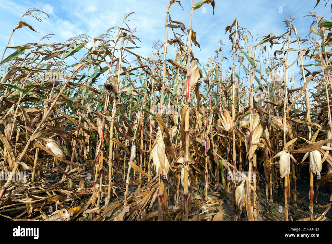 mature corn yellow, growing on the territory of the farmland field in ...