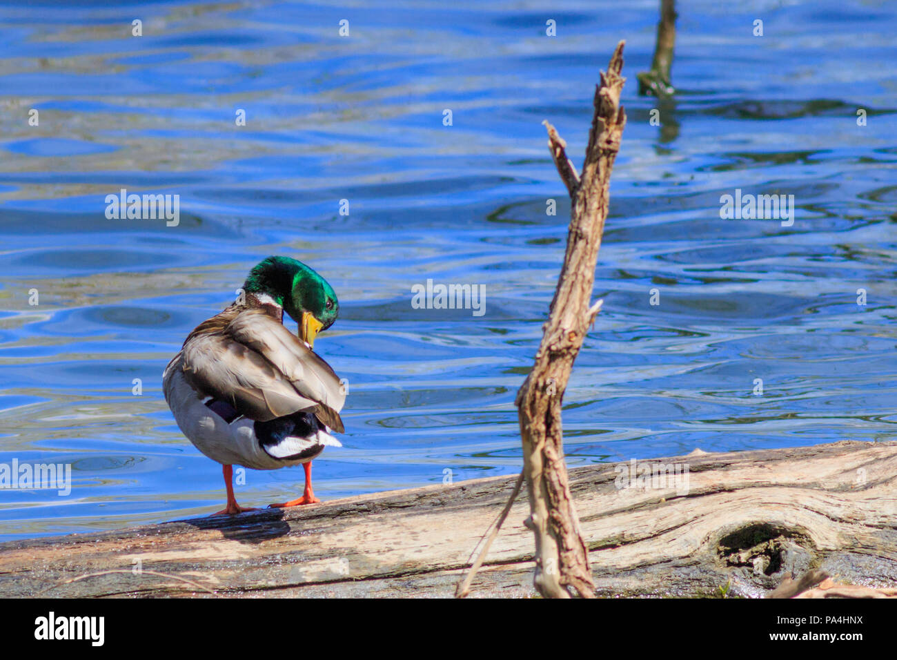 Mallard duck preening its wing feathers standing on a log Stock Photo ...