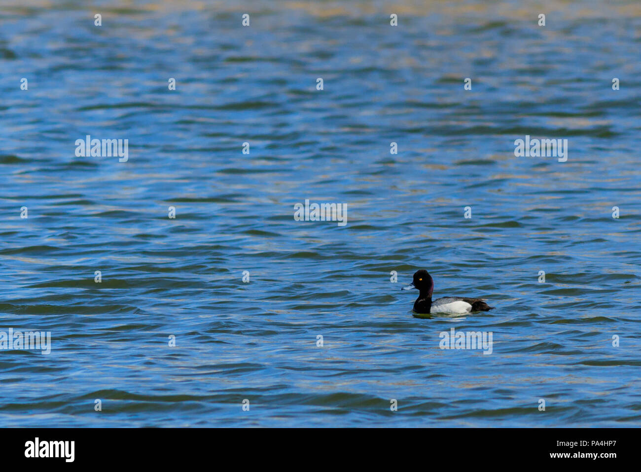 Lesser Scaup duck striking a pose on the lake Stock Photo - Alamy