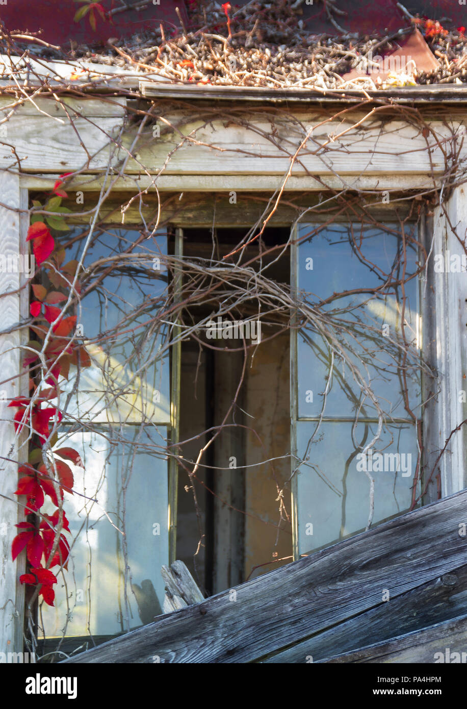 Vines cover a window of an abanded house in the countryside of Craven ...