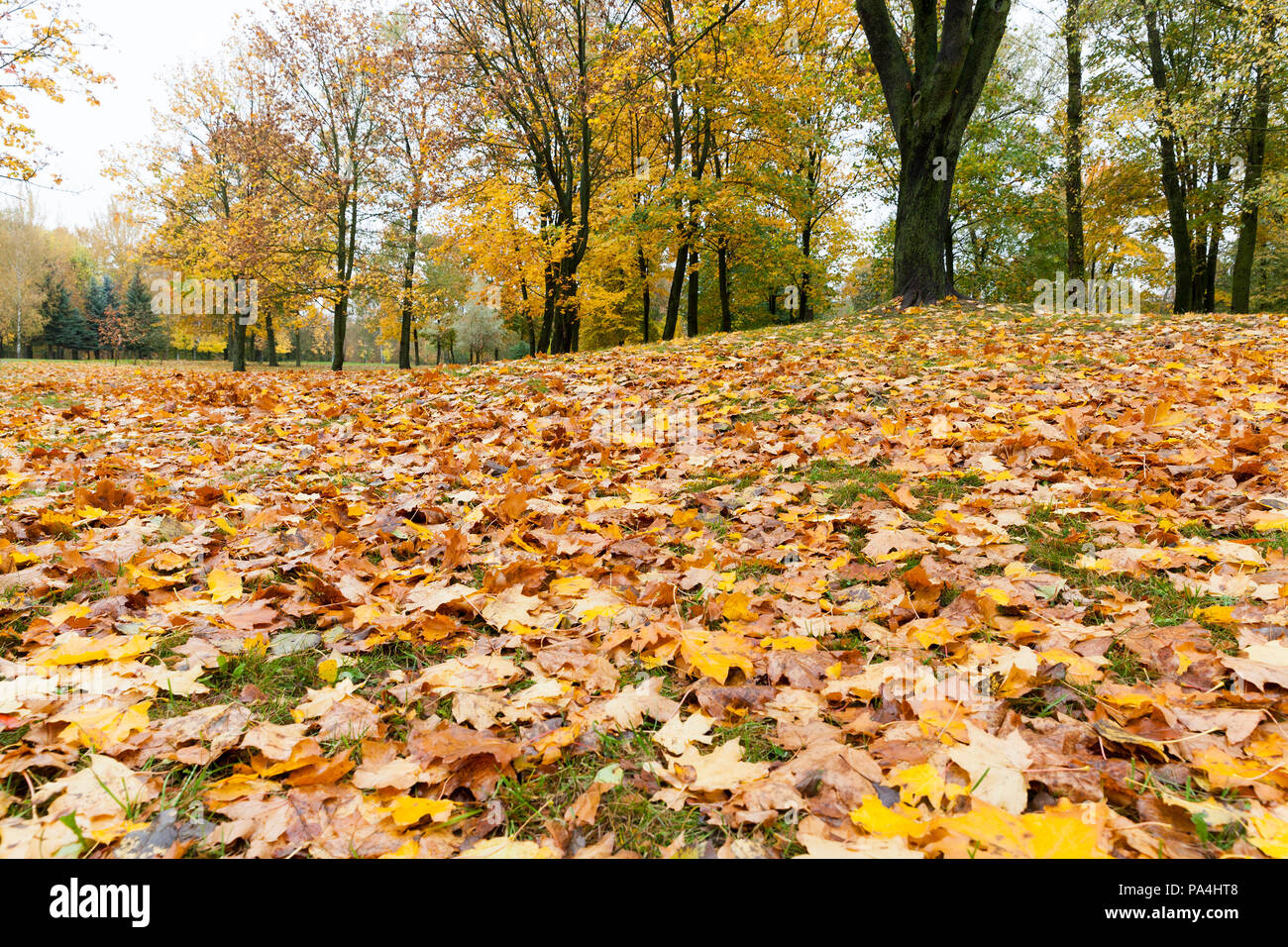Foliar color hi-res stock photography and images - Alamy