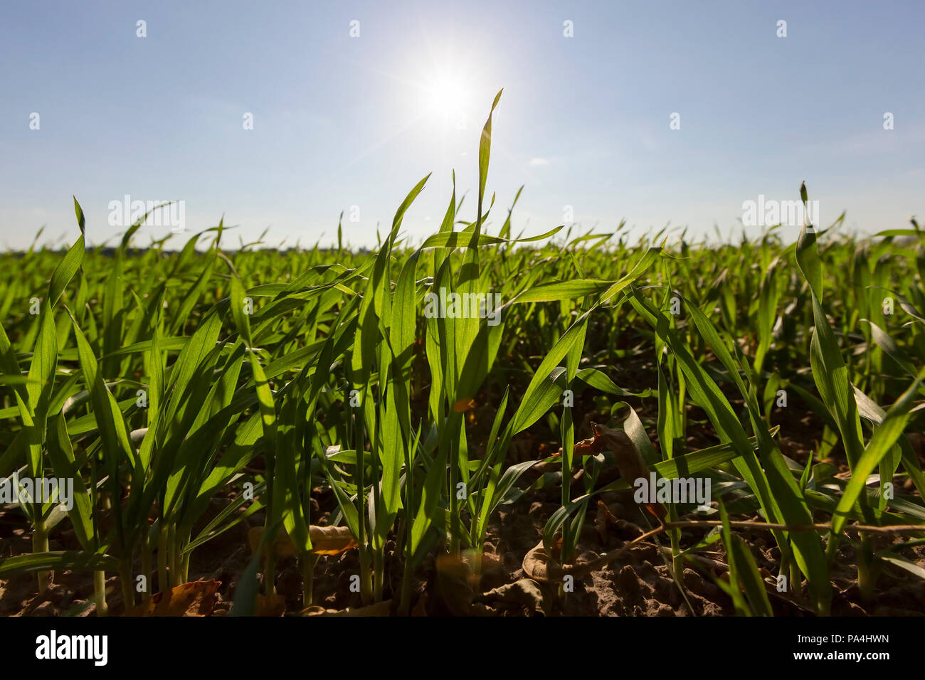 illuminated from behind by sunlight, green grass in the daytime, field ...