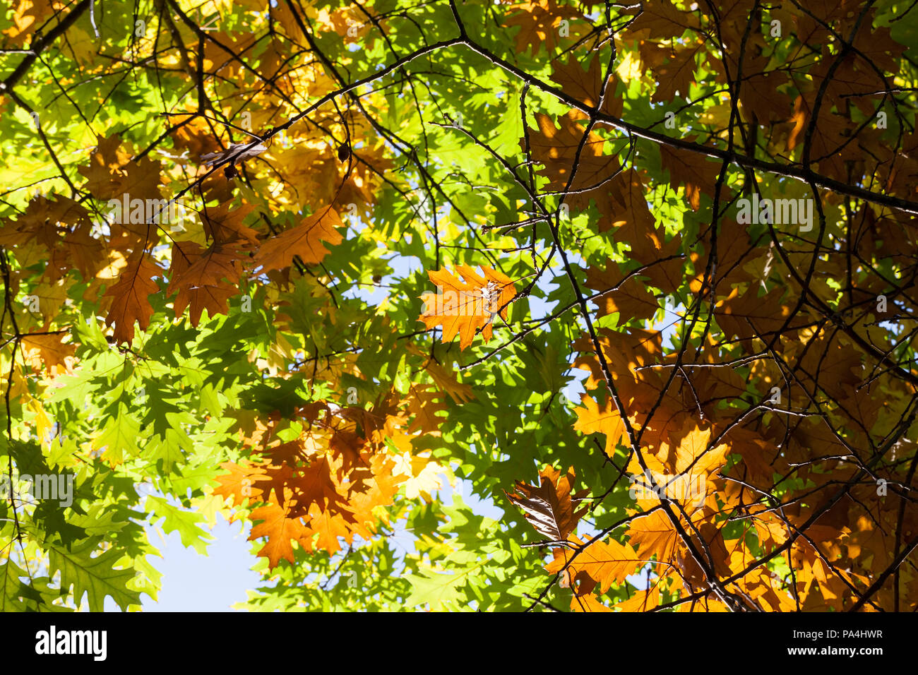 changing the color of the foliage of an oak tree during autumn leaves ...