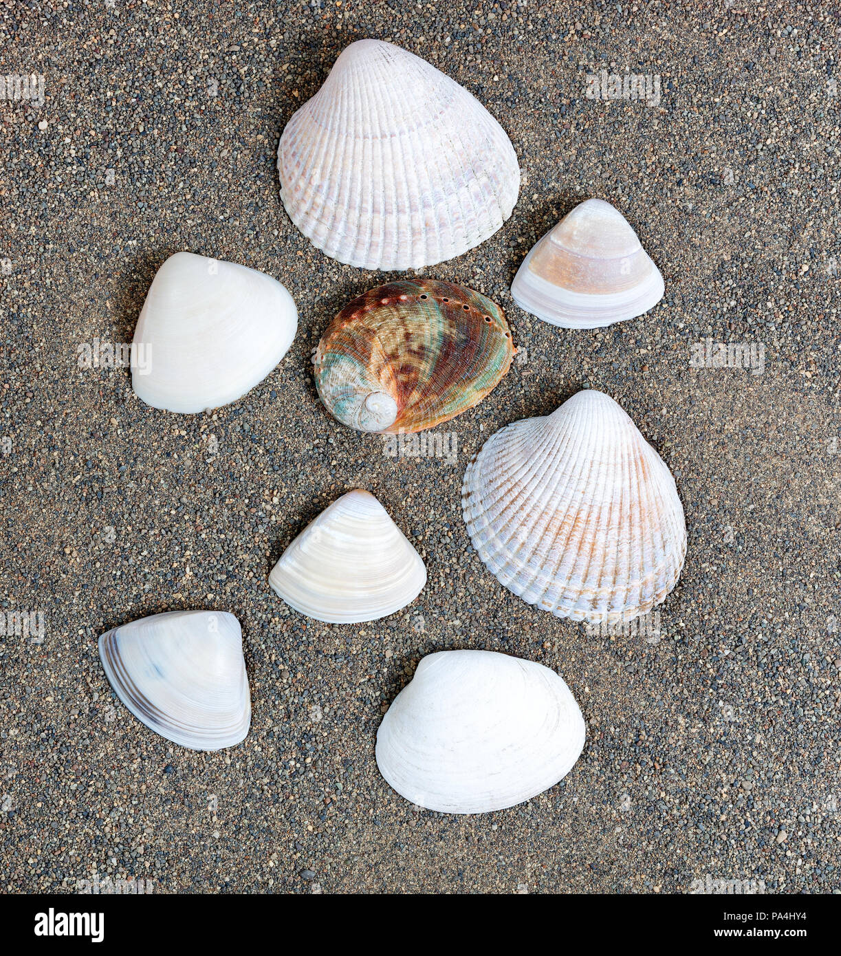 Seashell assortment hi-res stock photography and images - Alamy