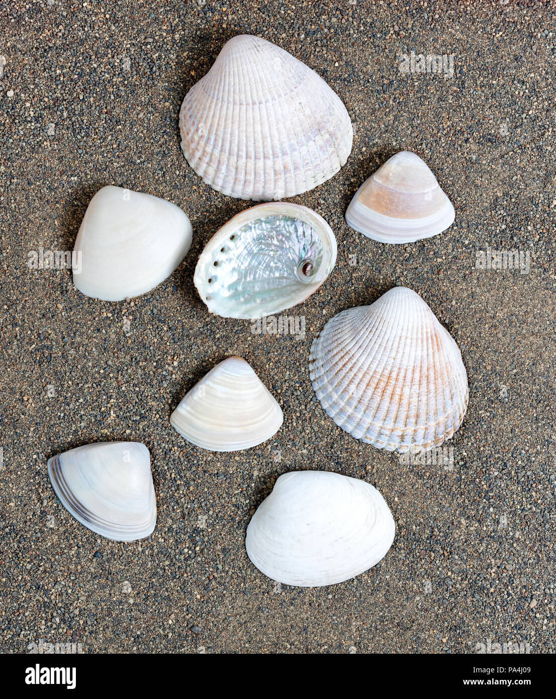 Seashells on beach Stock Photo - Alamy