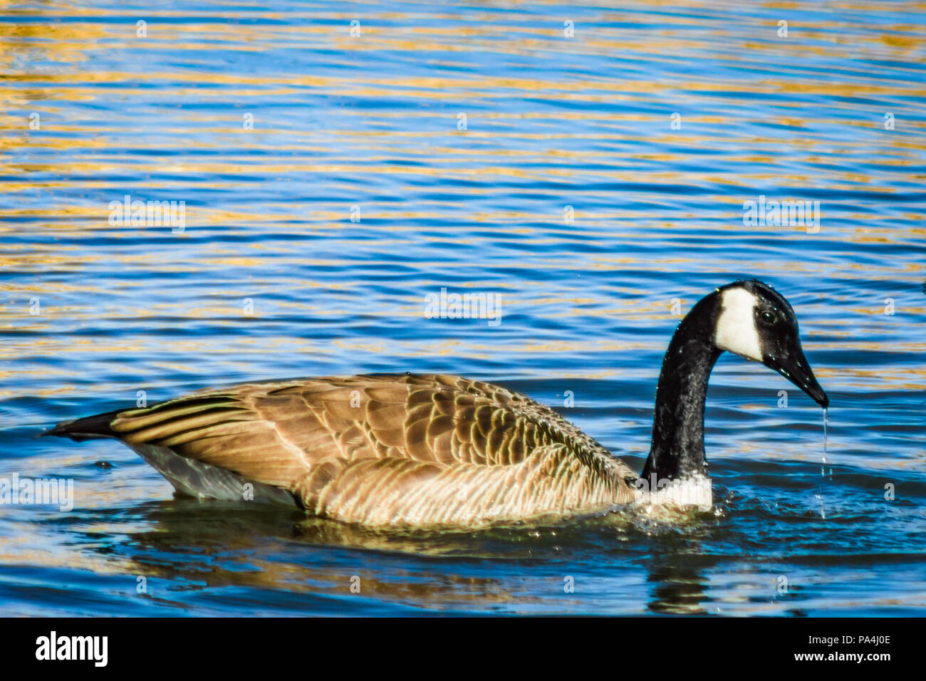 Canada goose tail feathers hi-res stock photography and images - Alamy