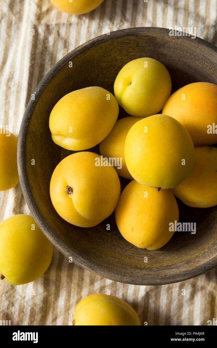 Raw Yellow Organic Angelcot Apricots Ready to Eat Stock Photo - Alamy