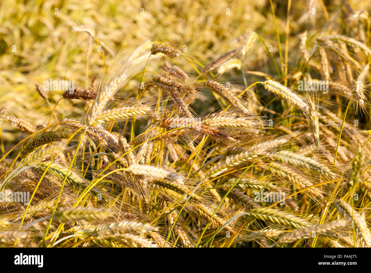 different color of ears of rye in the field during summer summer, the ...