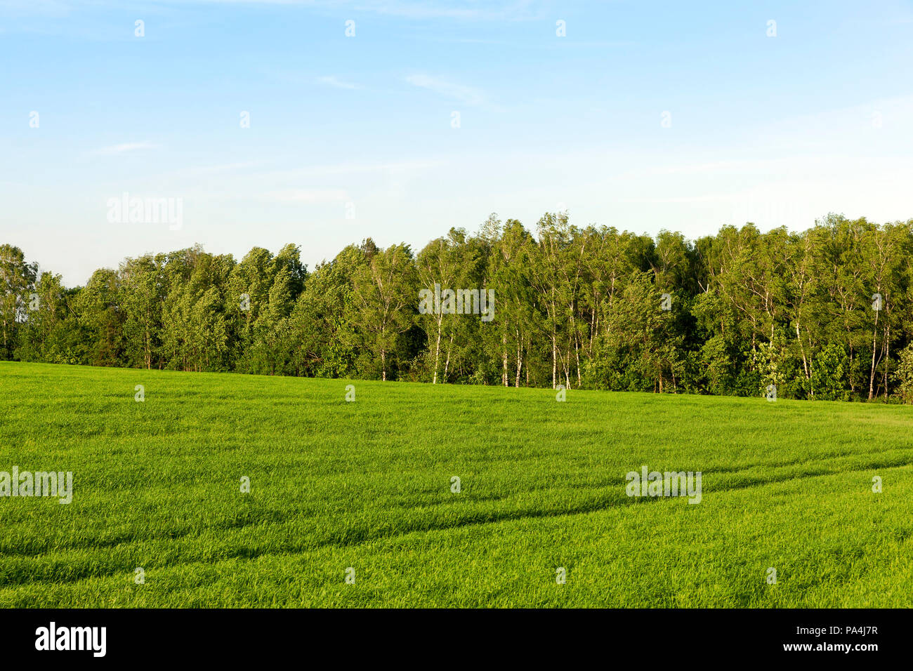 beautiful green grass on the field, an agricultural field with cereals ...